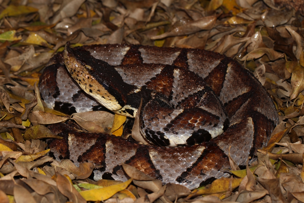 Spitzkopf-Bambusotter (Spitzkopf-Bambusotter) im Steckbrief - Merkmale ...