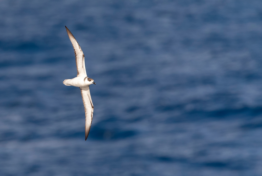 Sturmvögel (Procellariidae) - Tierenzyklopaedie