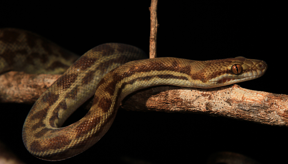 Stimsons Python (Antaresia stimsoni) im Steckbrief - Merkmale ...