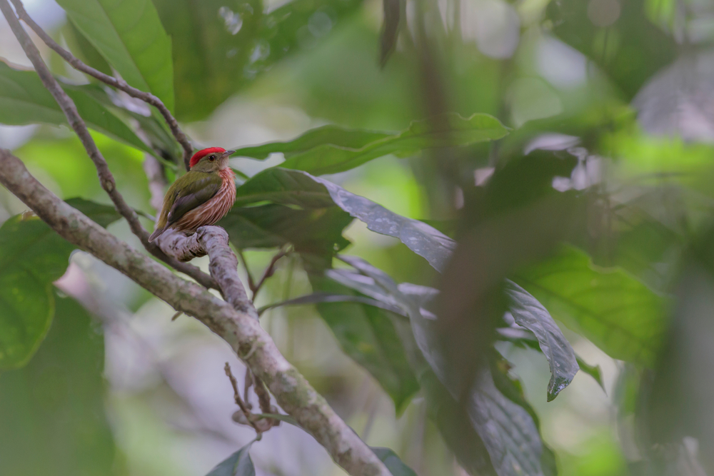 Streifen-Schattenkolibri (Machaeropterus striolatus) im Steckbrief ...
