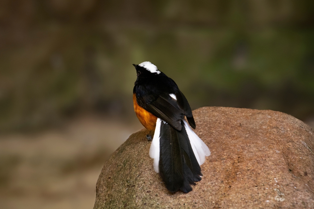 Stricklands Schmuckdrossel (Copsychus stricklandii) im Steckbrief ...