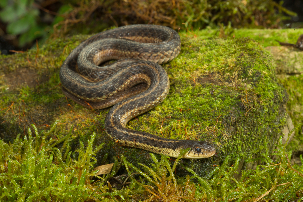 Strumpfbandnattern (Thamnophis) im Steckbrief - Merkmale, Vorkommen ...