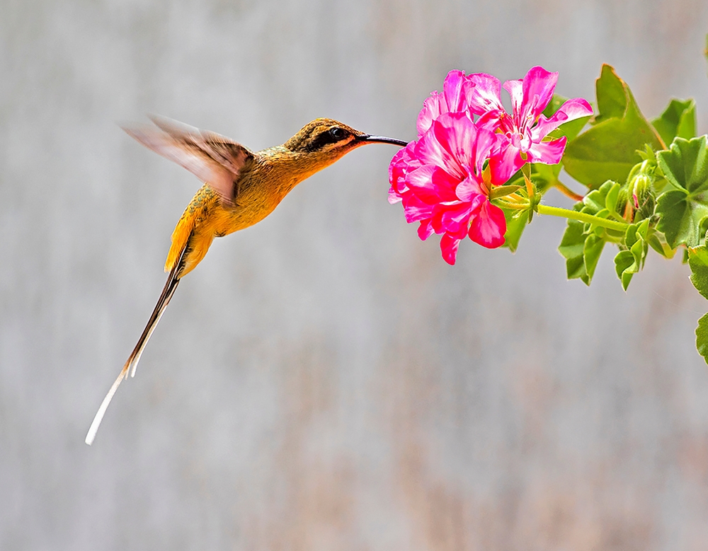Stuarts Schattenkolibri (Phaethornis stuarti) im Steckbrief - Merkmale ...