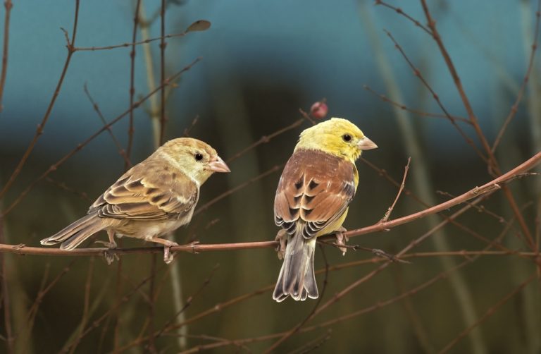 Sperlinge (Passeridae) - Tierenzyklopaedie