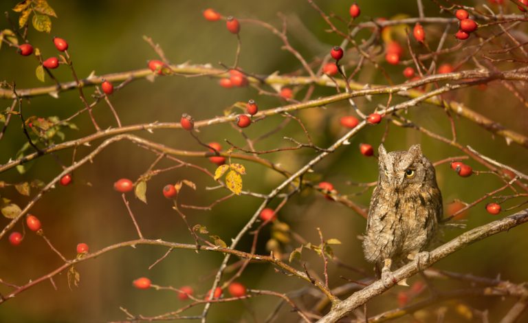 Sumba-Zwergohreule (Otus magicus) im Steckbrief - Merkmale, Vorkommen ...