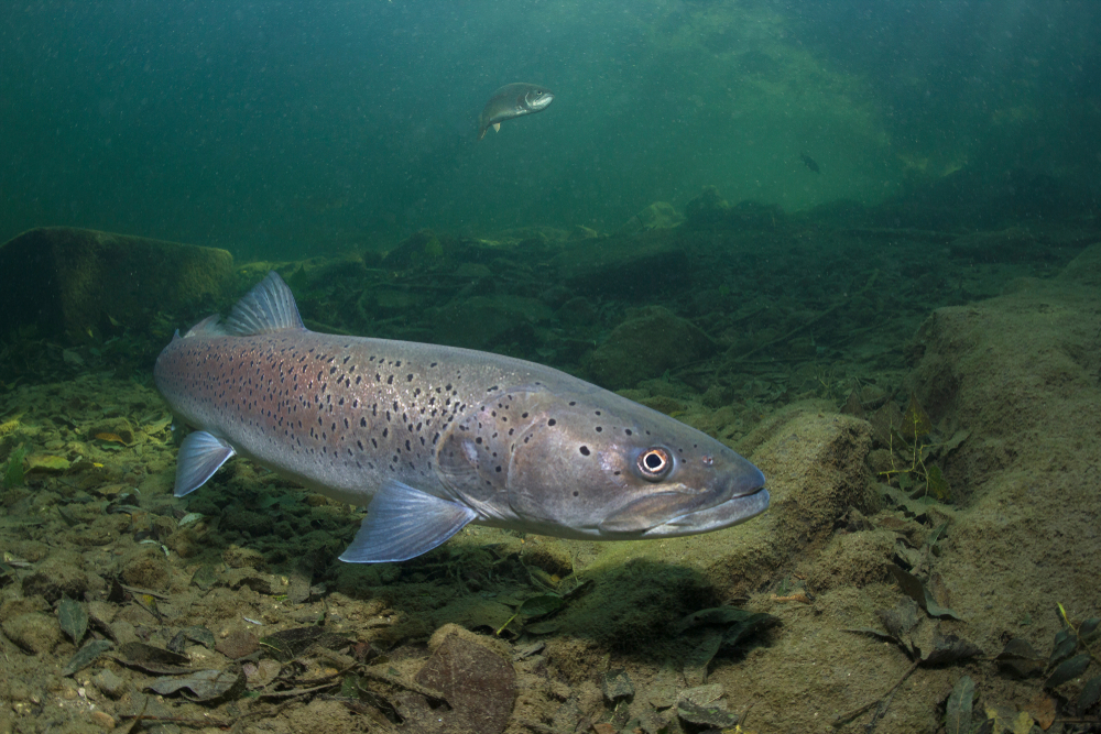 Taimen (Hucho taimen) im Steckbrief - Merkmale, Vorkommen, Verhalten etc.