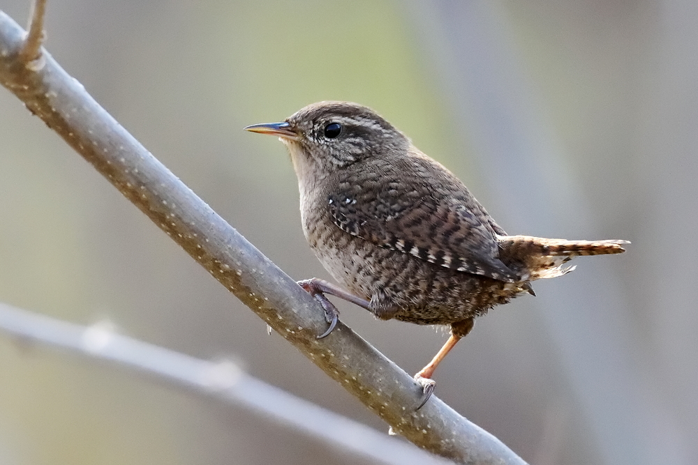 Kolibris (Trochilidae) - Tierenzyklopaedie