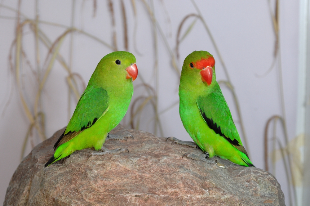 Tarantaliebesvogel (Agapornis taranta) im Steckbrief - Merkmale ...