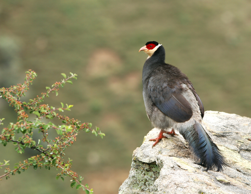 Tibet-Schneehuhn (Crossoptilon harmani) im Steckbrief - Merkmale ...