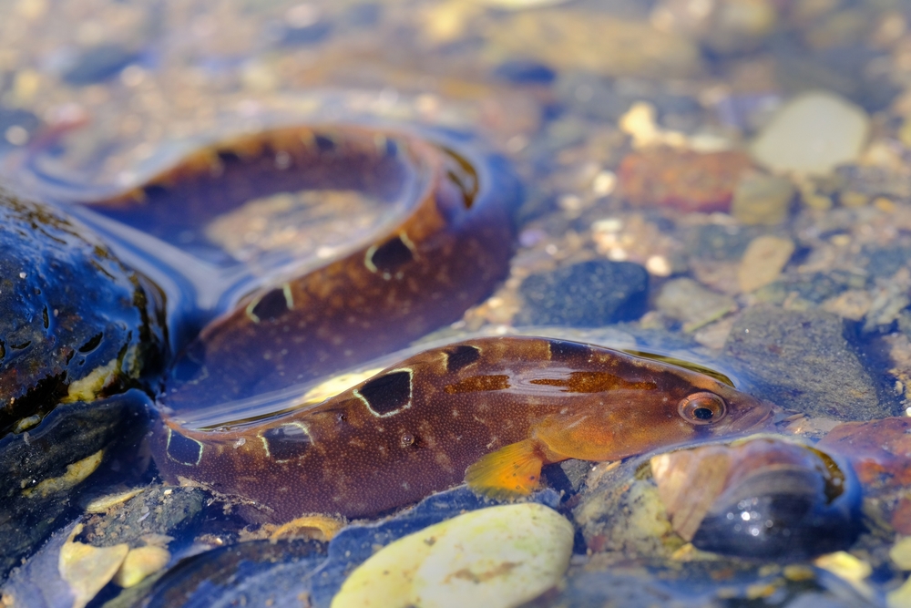 Tiefsee-Teufelsrochen (Pholidae) im Steckbrief - Merkmale, Vorkommen ...