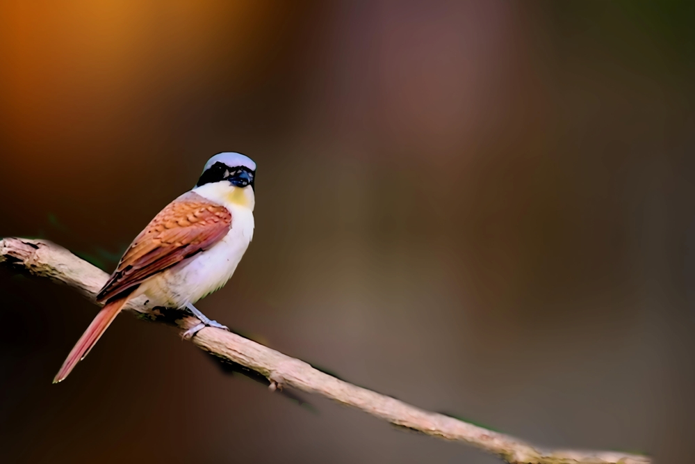 Tigerwürger (Lanius tigrinus) im Steckbrief - Merkmale, Vorkommen ...
