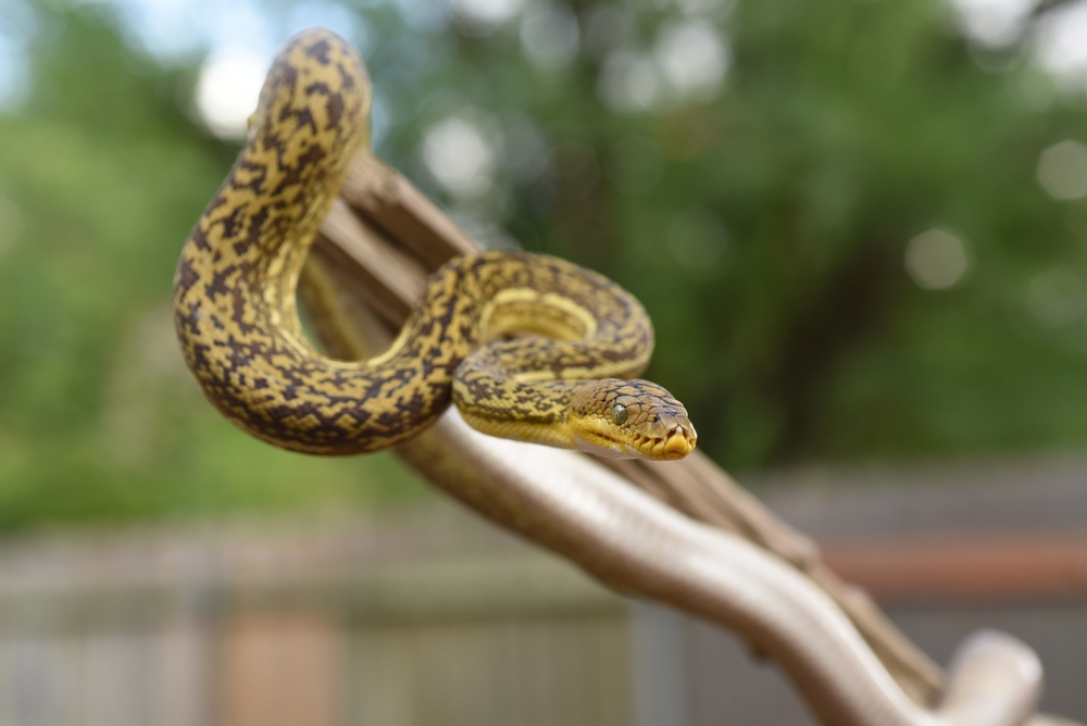 Timor-Python (Python timoriensis) im Steckbrief - Merkmale, Vorkommen ...