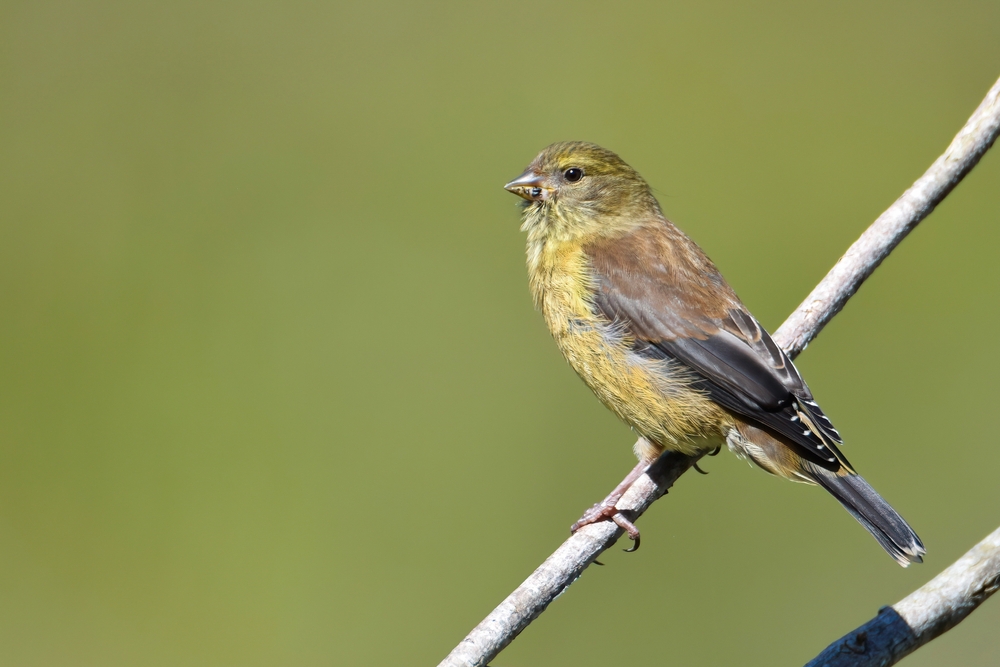 Totta-Girlitz (Serinus totte) im Steckbrief - Merkmale, Vorkommen ...