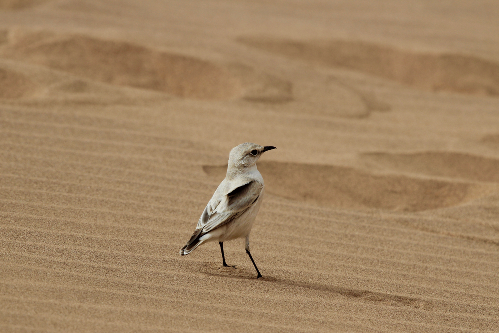 Turkestan Pied Wheatear (Podoces panderi) im Steckbrief - Merkmale ...
