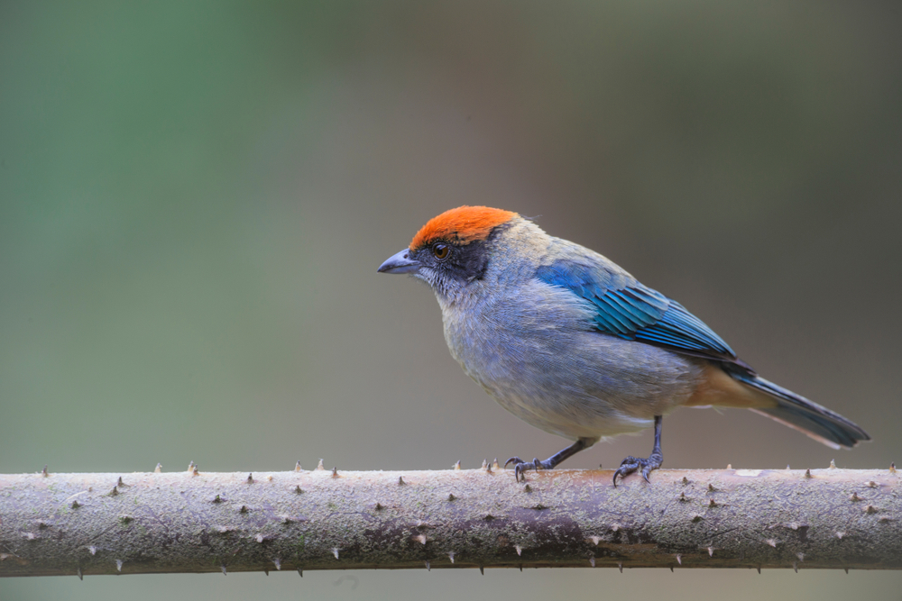 Ultramarin-Tangare (Tangera vitriolina) im Steckbrief - Merkmale ...