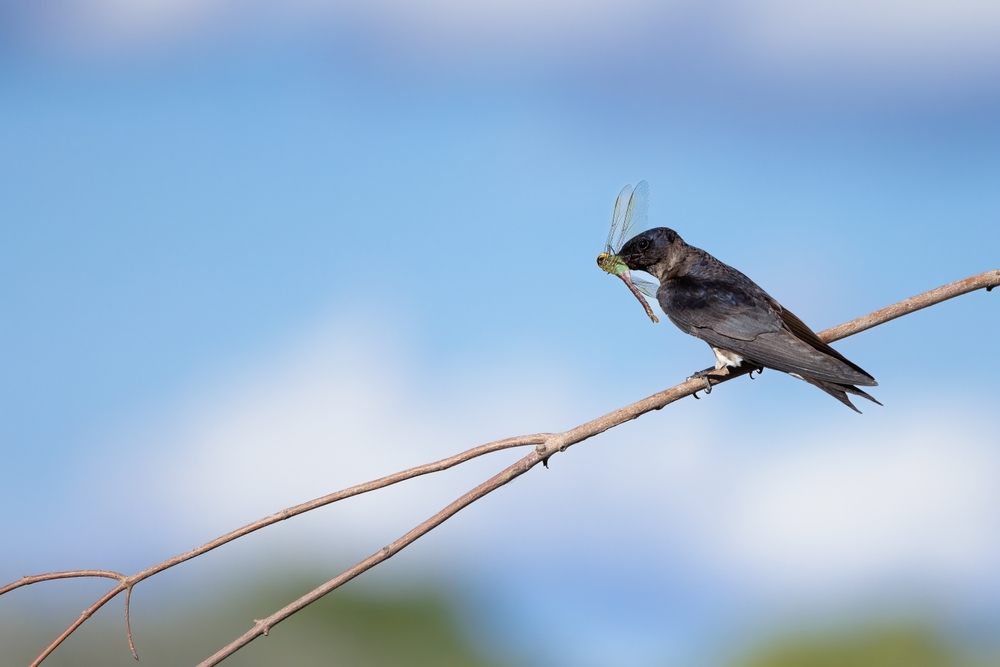 Versteckte Schwalbe (Progne cryptoleuca) im Steckbrief - Merkmale ...