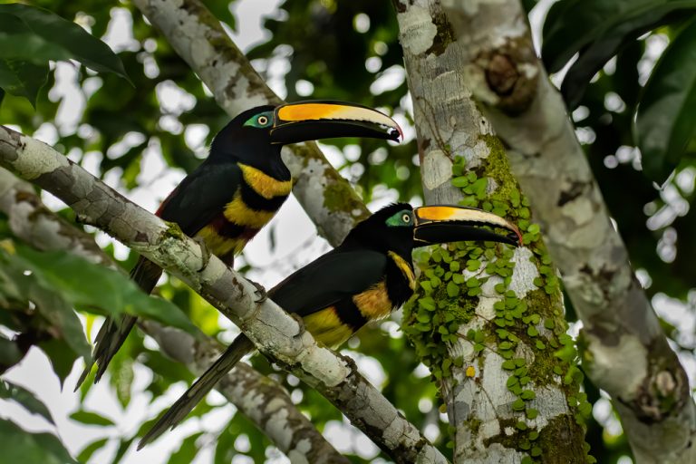 Tukane (Ramphastidae) - Tierenzyklopaedie