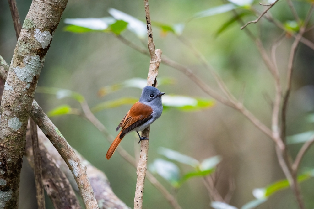 Monarchen (Monarchidae) - Tierenzyklopaedie