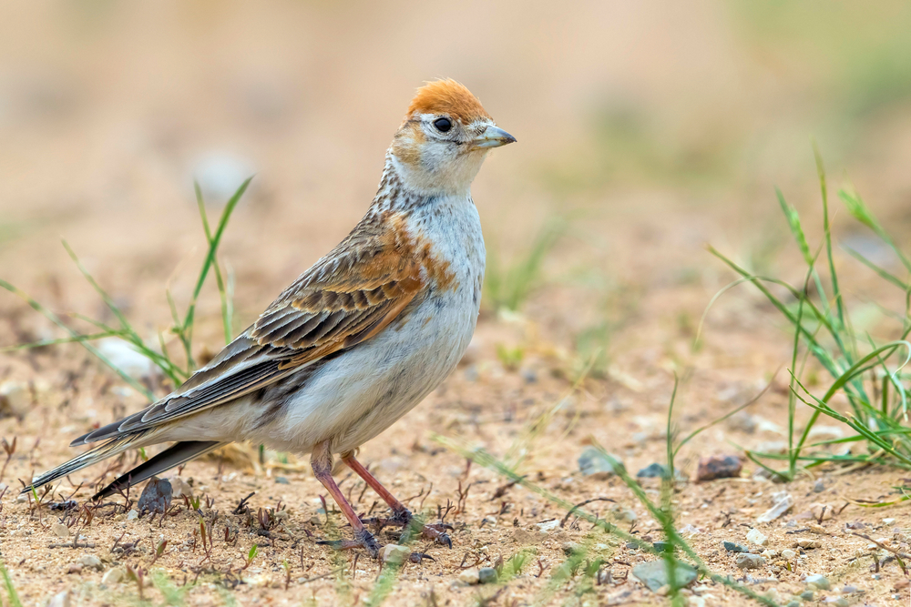 Weißflügel-Lerche im Steckbrief - Merkmale, Vorkommen, Verhalten etc.