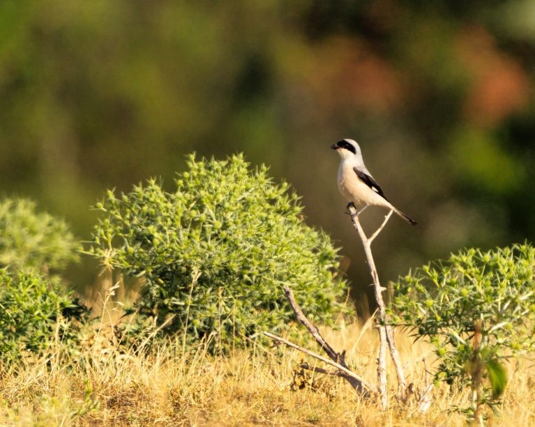 Weißkopf-Mausvogel (Colius leucocephalus) im Steckbrief - Merkmale ...