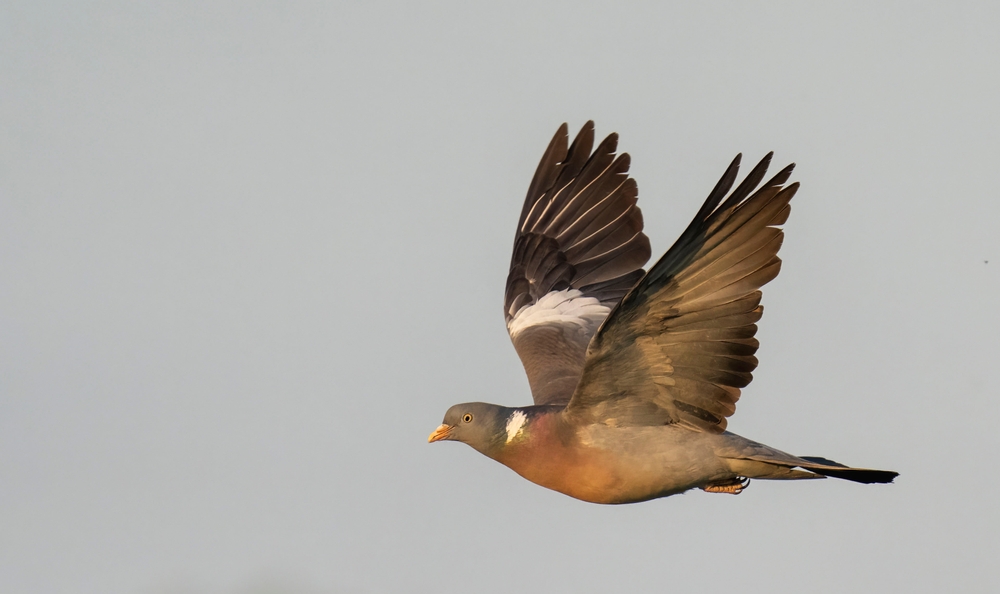 Weißnackentaube (Columba albinucha) im Steckbrief - Merkmale, Vorkommen ...