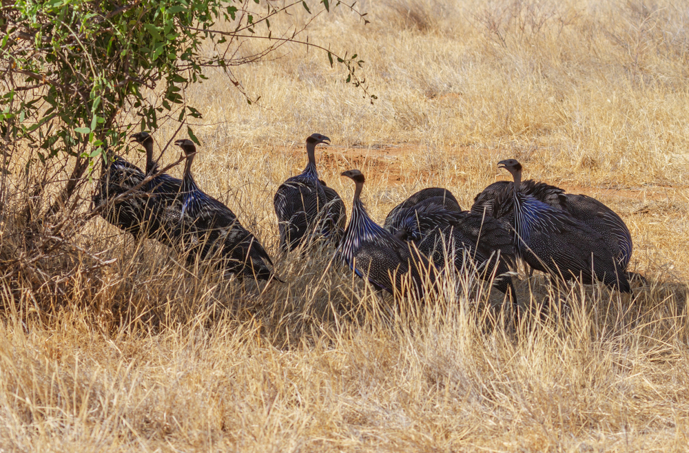 Weißscheitel-Bartvogel (Agelastes meleagrides) im Steckbrief - Merkmale ...