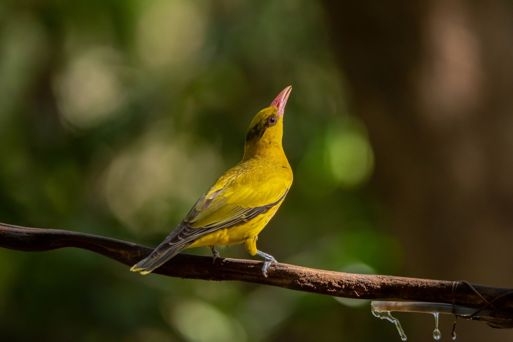 Weißwangen-Pirol (Oriolus albiloris) im Steckbrief - Merkmale ...