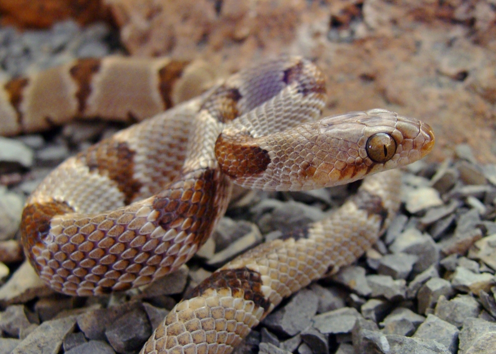 Nattern (Colubridae) - Tierenzyklopaedie