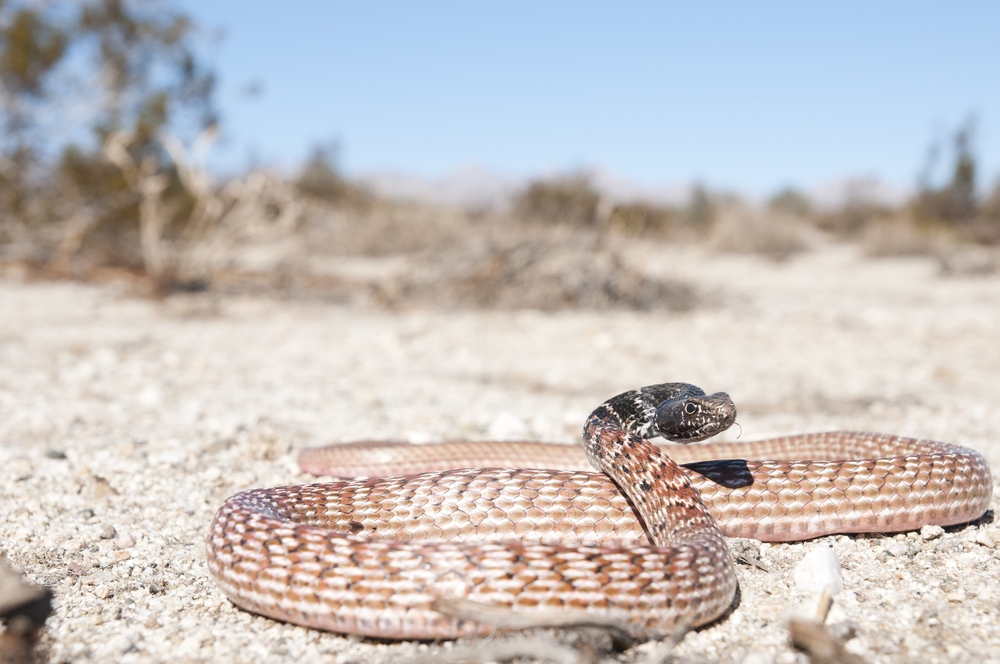 Nattern (Colubridae) - Tierenzyklopaedie