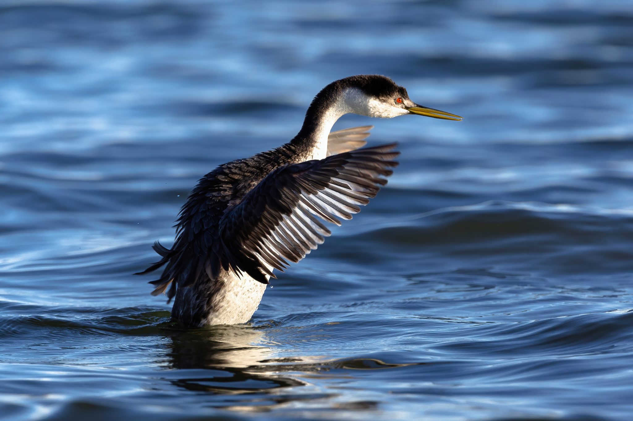 Lappentaucher (Podicipedidae) - Tierenzyklopaedie