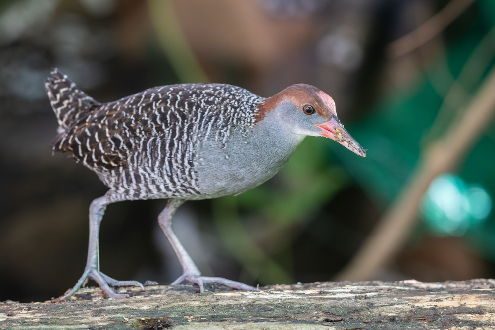 Rallenvögel (Rallidae) - Tierenzyklopaedie