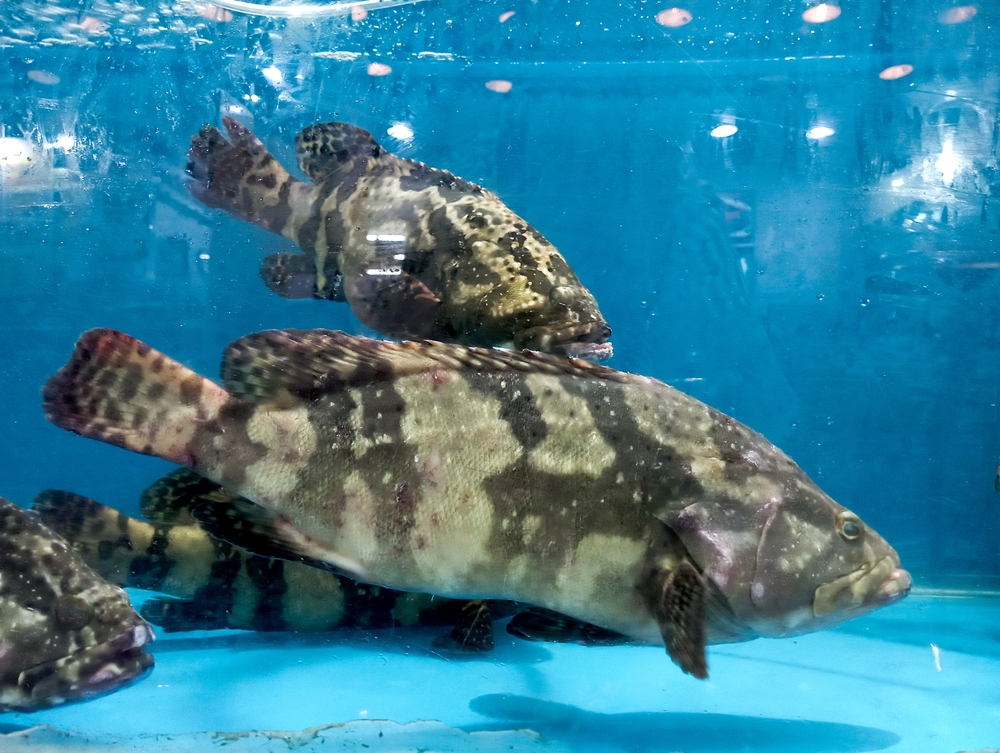 Zackenbarsche (Zackenbarsche) im Steckbrief - Merkmale, Vorkommen ...