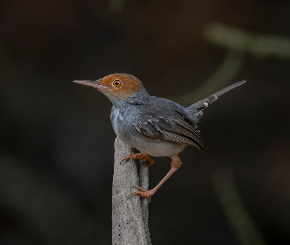 Zimt-Schneidervogel (Orthotomus sepium) im Steckbrief - Merkmale, Vorkommen, Verhalten etc.