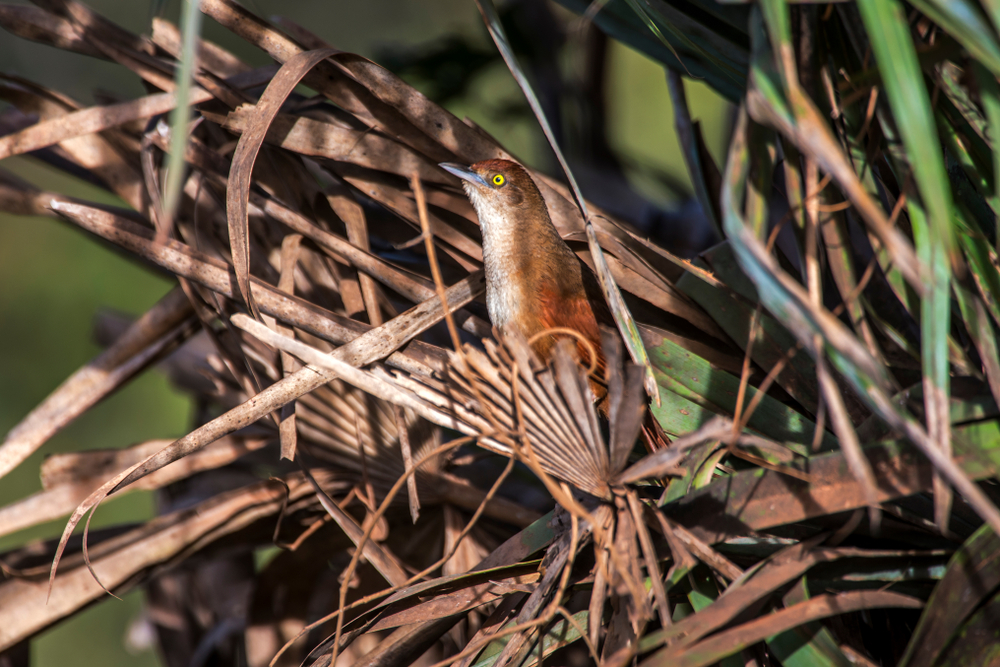 Zisch-Dornsteiger (Phacellodomus sibilatrix) im Steckbrief - Merkmale ...
