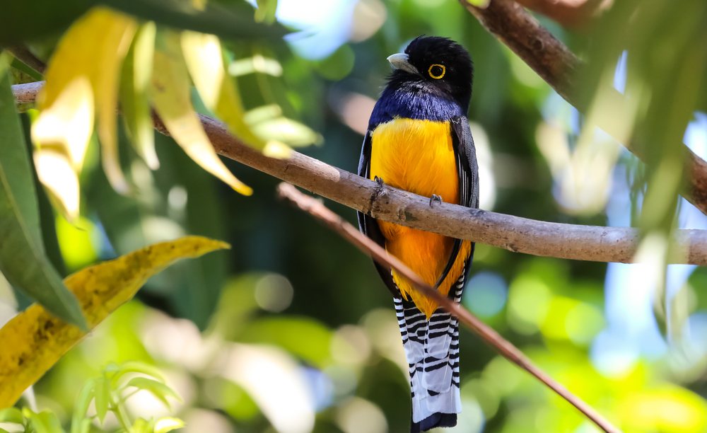 Trogone (Trogonidae) - Tierenzyklopaedie