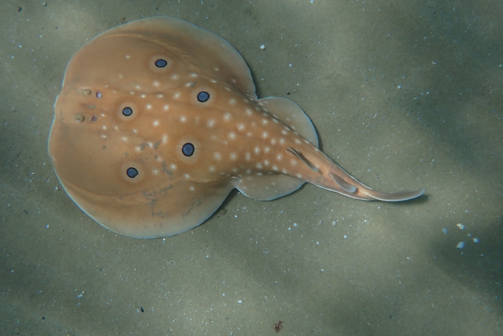 Zitterrochenartige (Torpediniformes) im Steckbrief - Merkmale ...