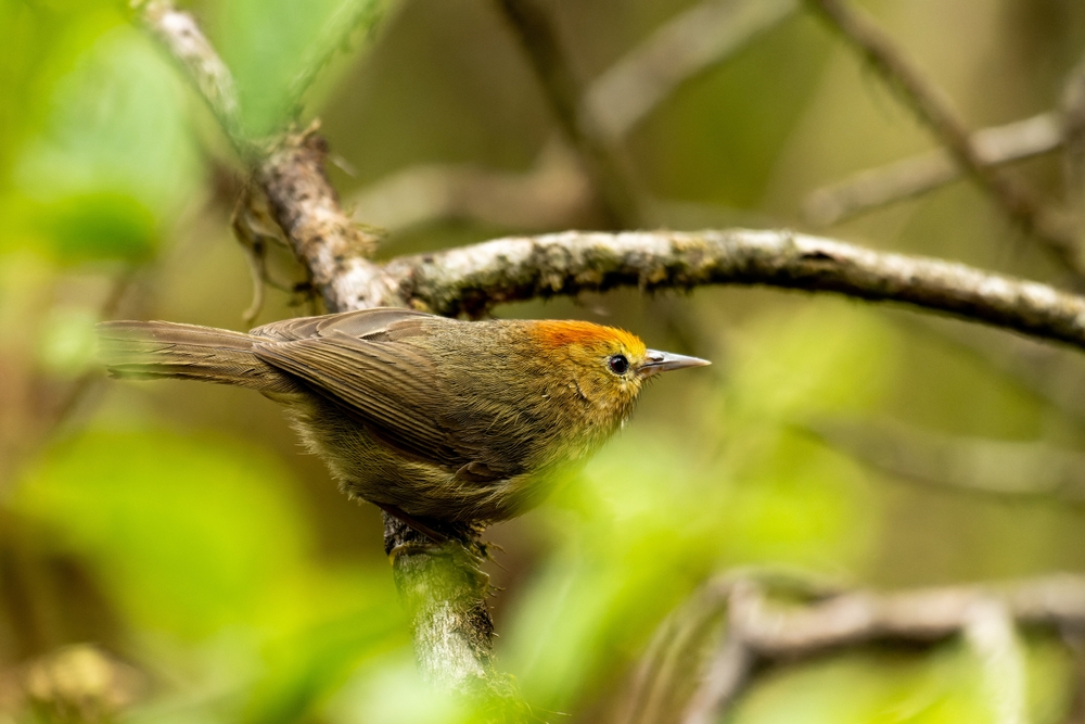 Zweifarben-Dickkopf (Stachyridopsis ambigua) im Steckbrief - Merkmale ...