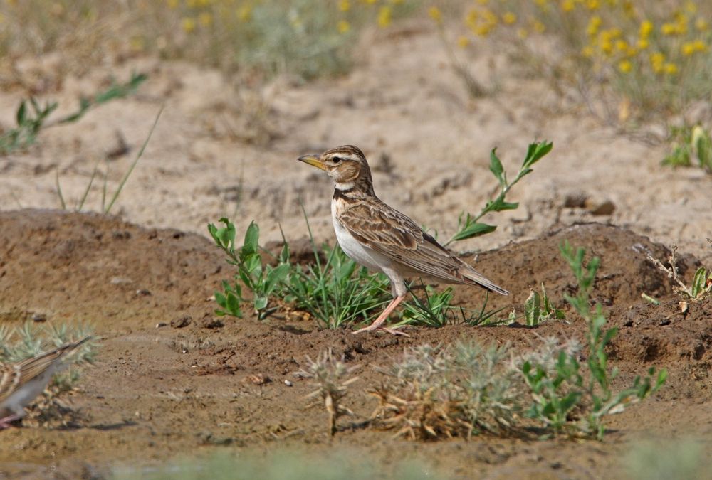 Lerchen (Alaudidae) - Tierenzyklopaedie